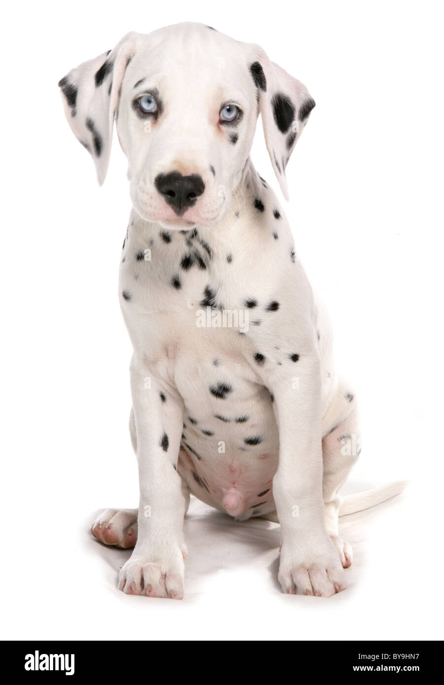 Dalmatian puppy Single young male dog sitting Studio Stock Photo - Alamy