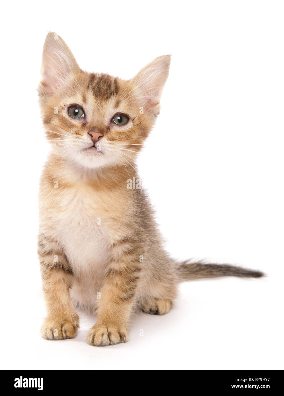 Tiffanie kitten hi-res stock photography and images - Alamy