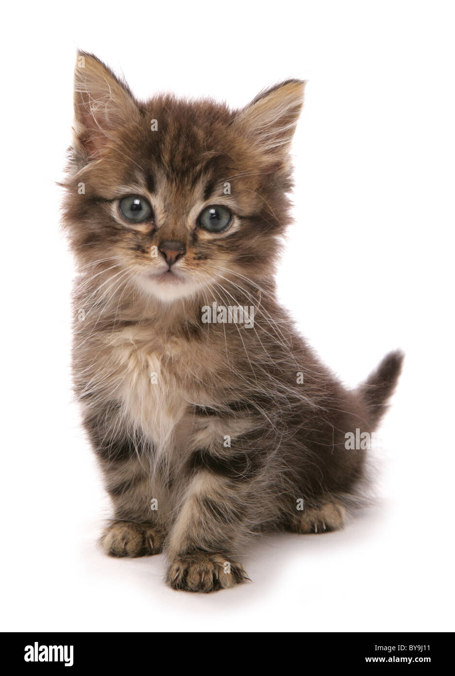 asian kitten sitting studio portrait Stock Photo - Alamy