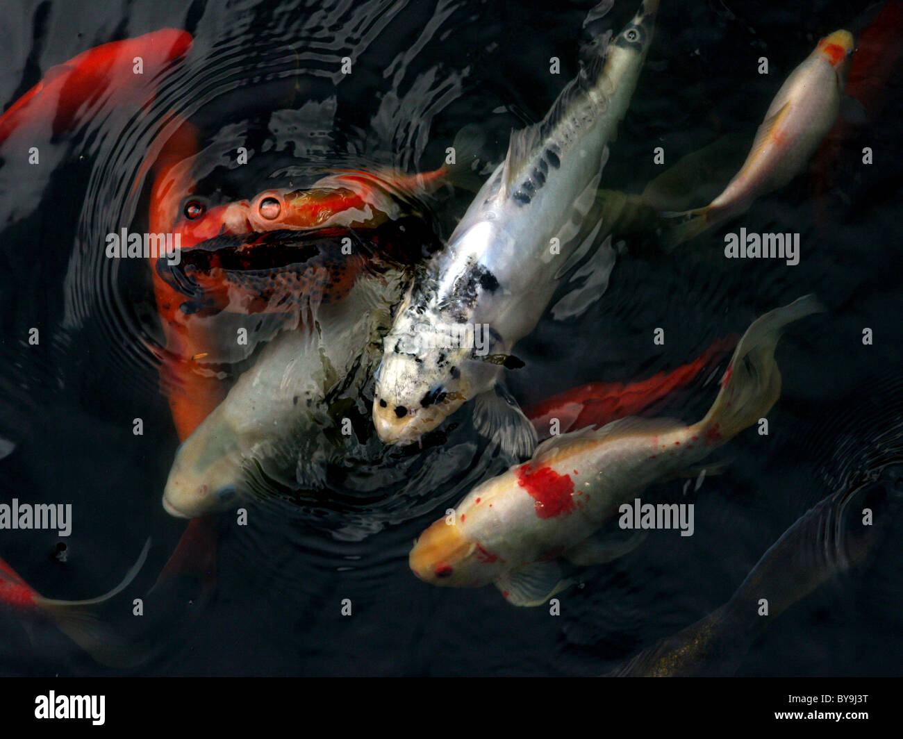 Colourful koi carp swimming together Stock Photo - Alamy