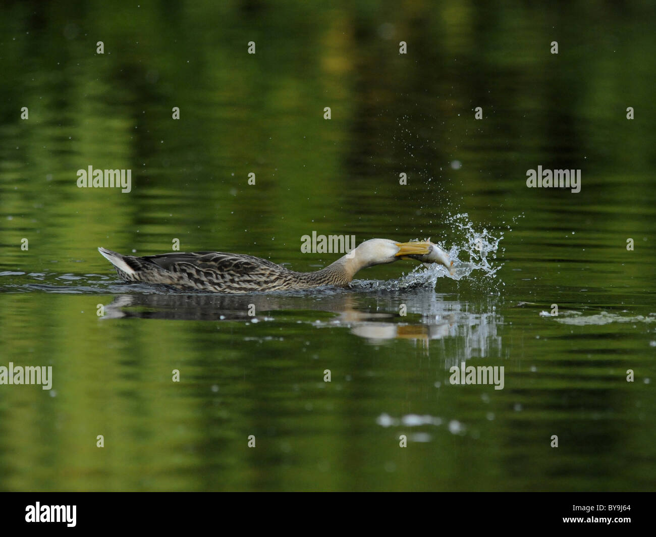 Lucky duck hi-res stock photography and images - Alamy