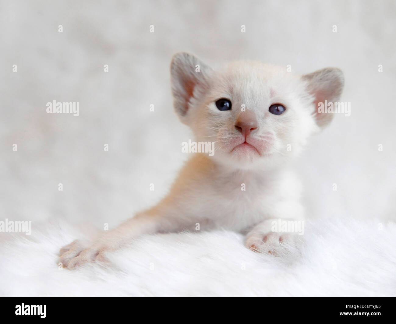 Small five week old siamese kitten Stock Photo - Alamy