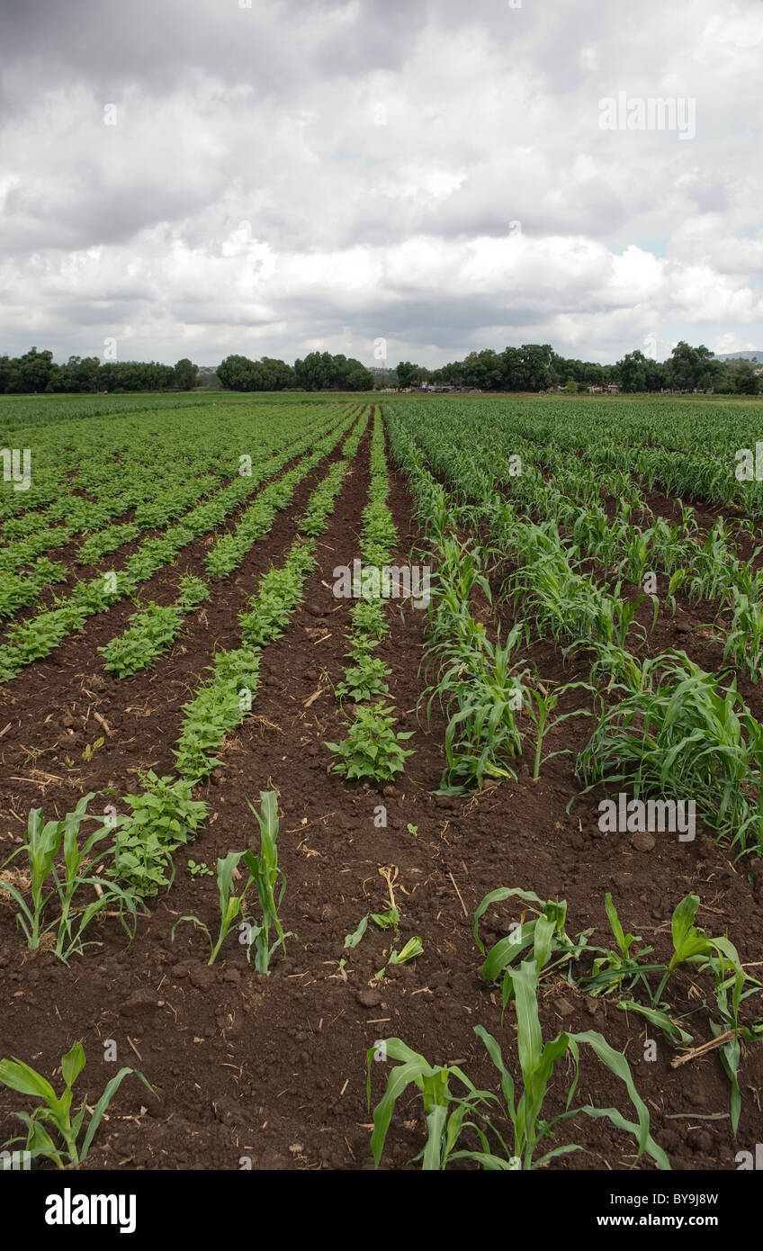 Corn field mexico hi-res stock photography and images - Alamy