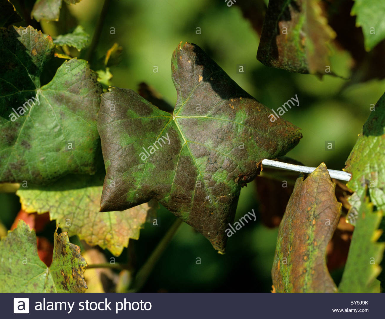 Grapevine Disease Stock Photos & Grapevine Disease Stock Images - Alamy