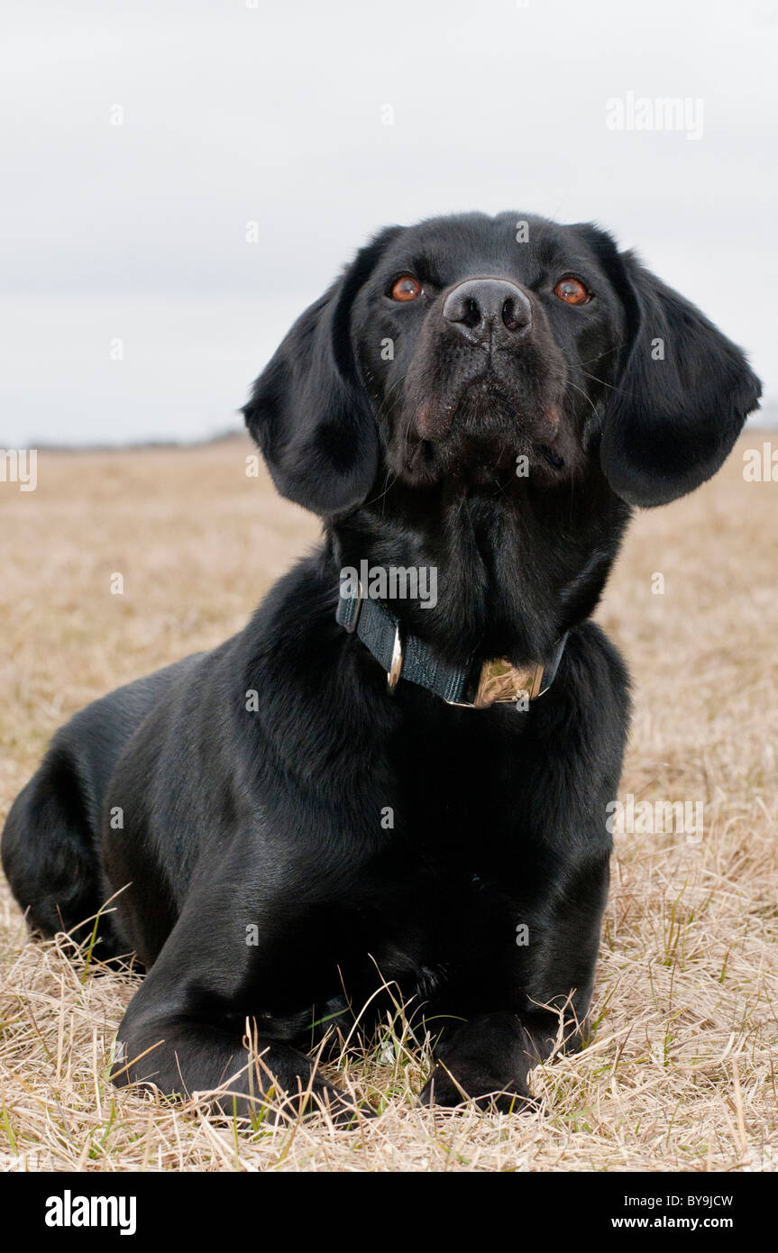 The Dickin Medal winning dog, Treo, Labrador Spaniel cross, portait ...