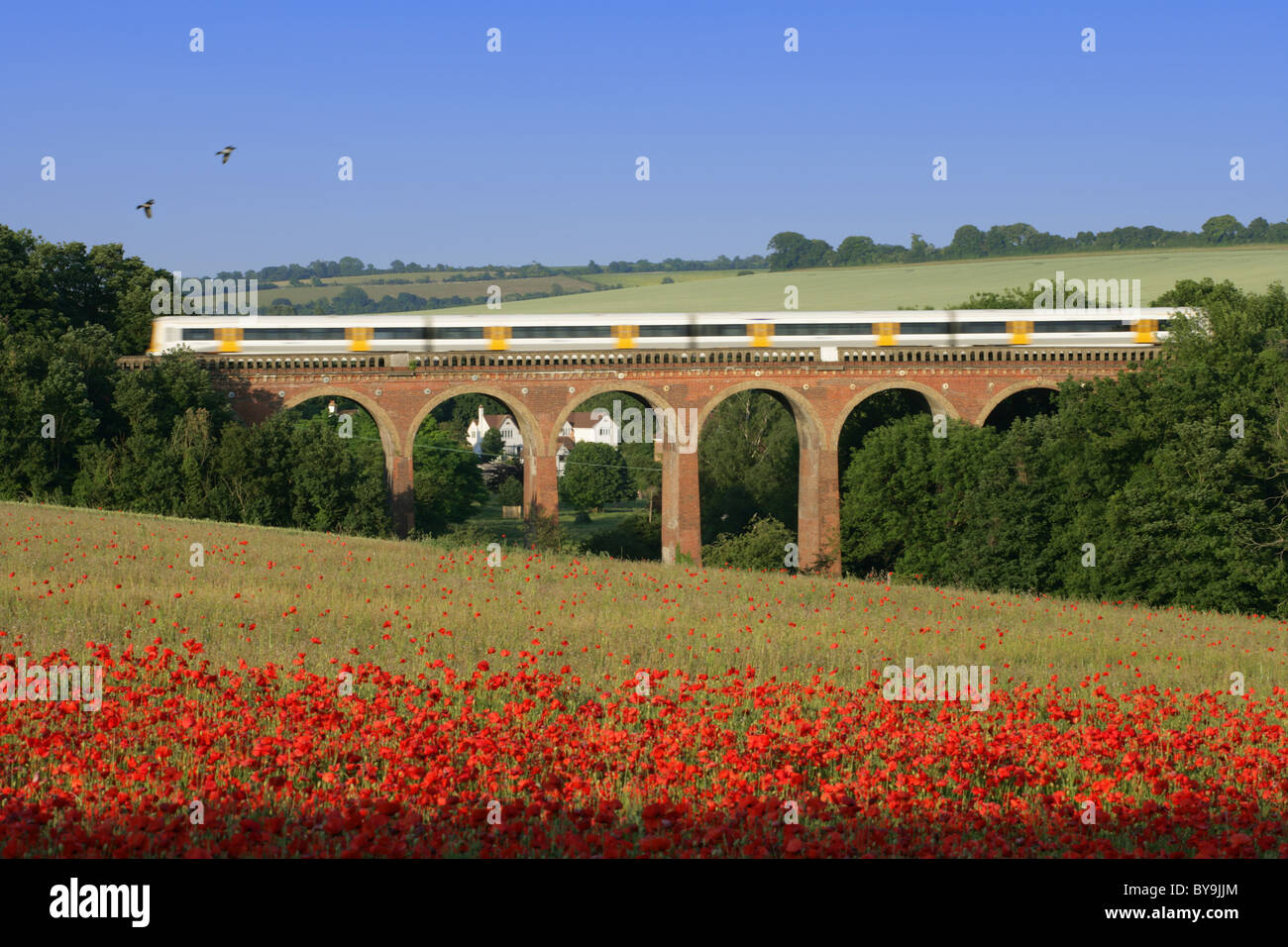 Train on viaduct with poppy field, Eynsford, Kent Stock Photo - Alamy