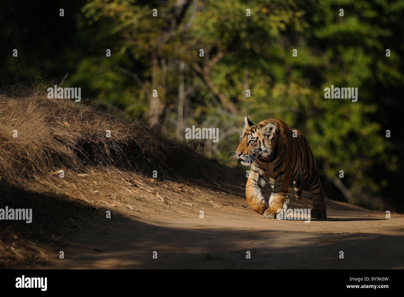 Female wild Bengal Tiger cub walking on forest path in Bandhavgarh ...