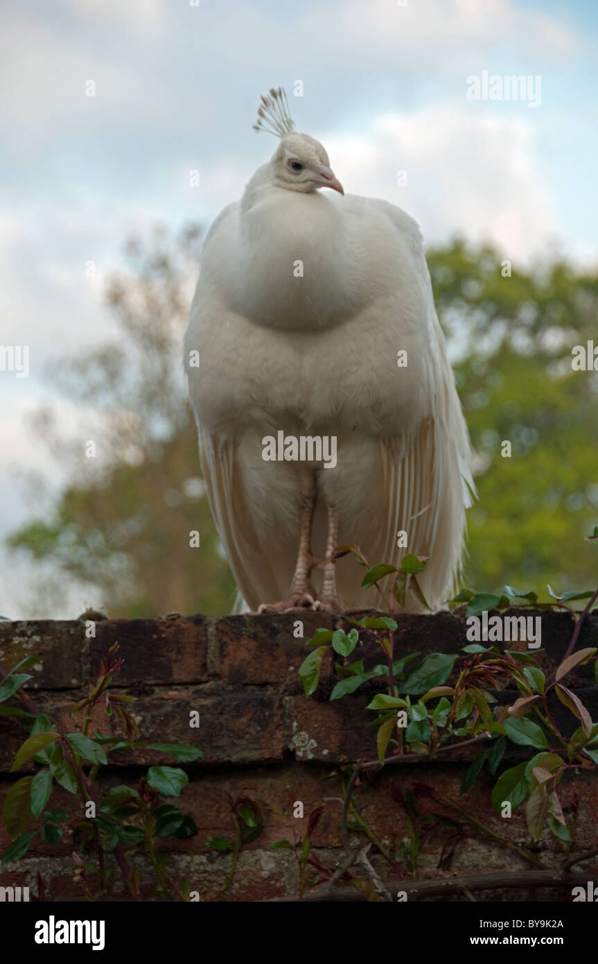 Perched peacock hi-res stock photography and images - Alamy