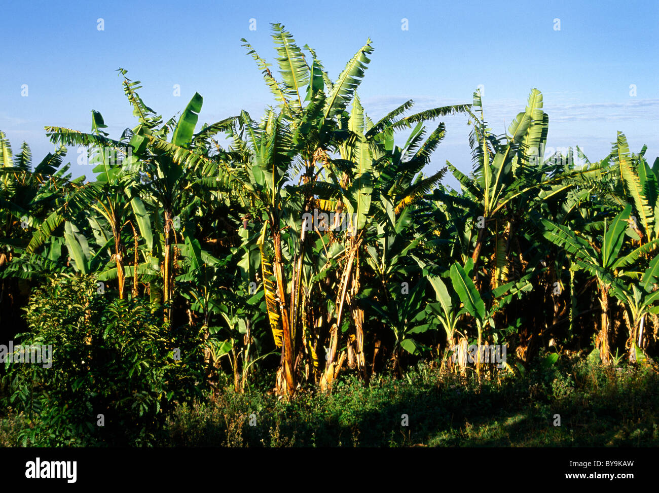 Banana Farming Uganda High Resolution Stock Photography and Images - Alamy
