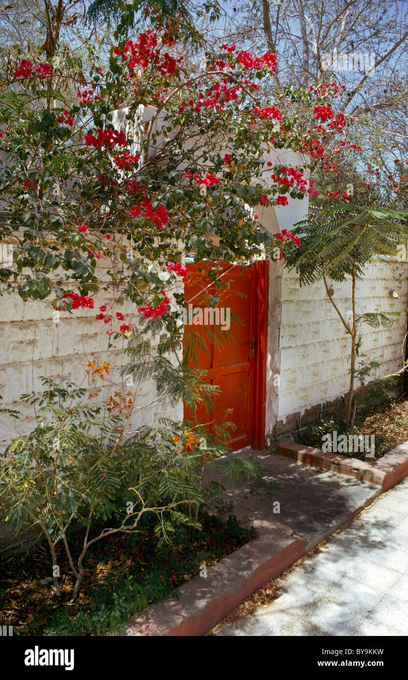 Saudi Arabia Flowers And Garden Wall - Bougainvillea Stock Photo - Alamy