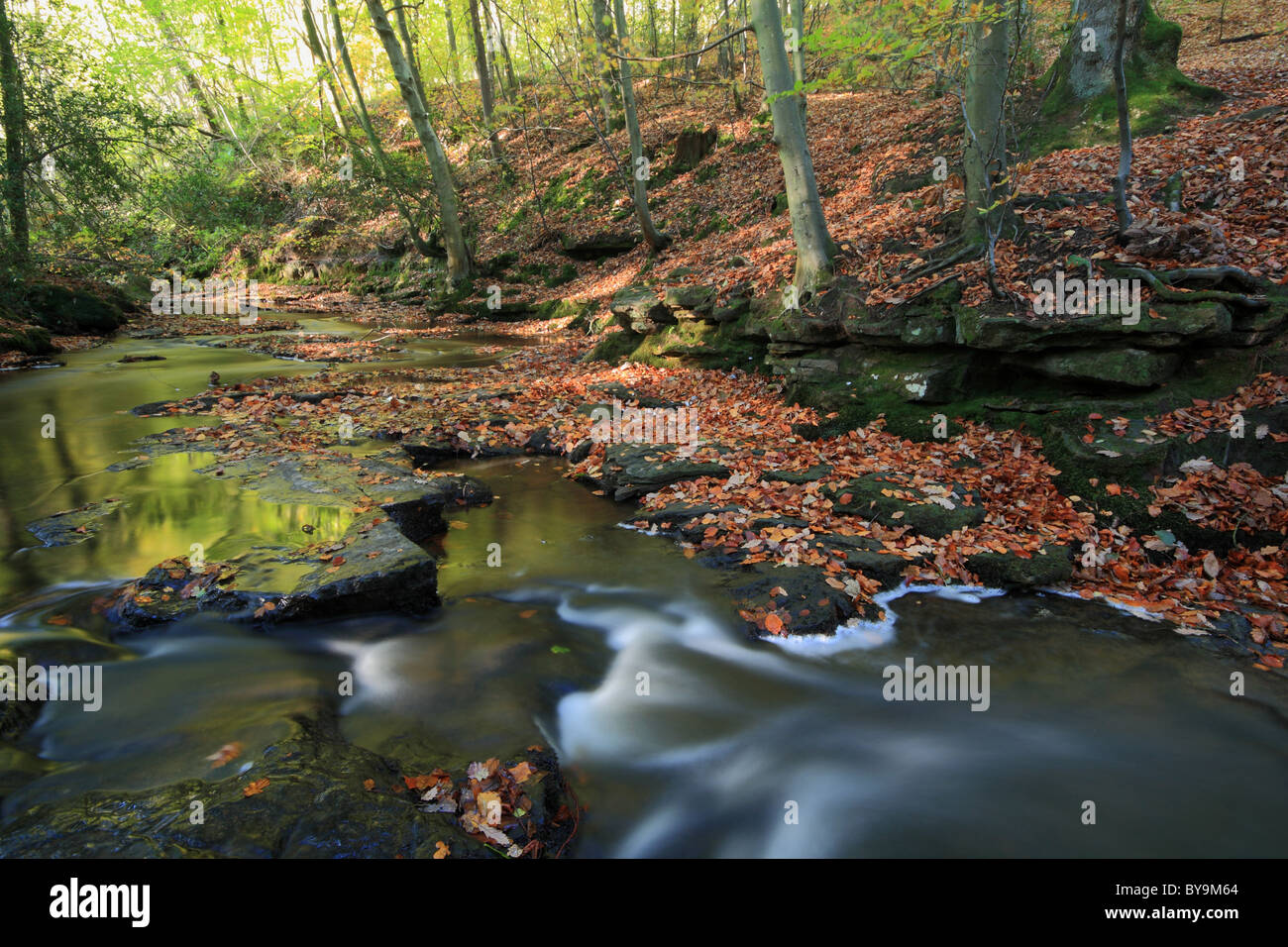 The waters of May Beck, Yorkshire flow gently as fallen Beech leaves ...