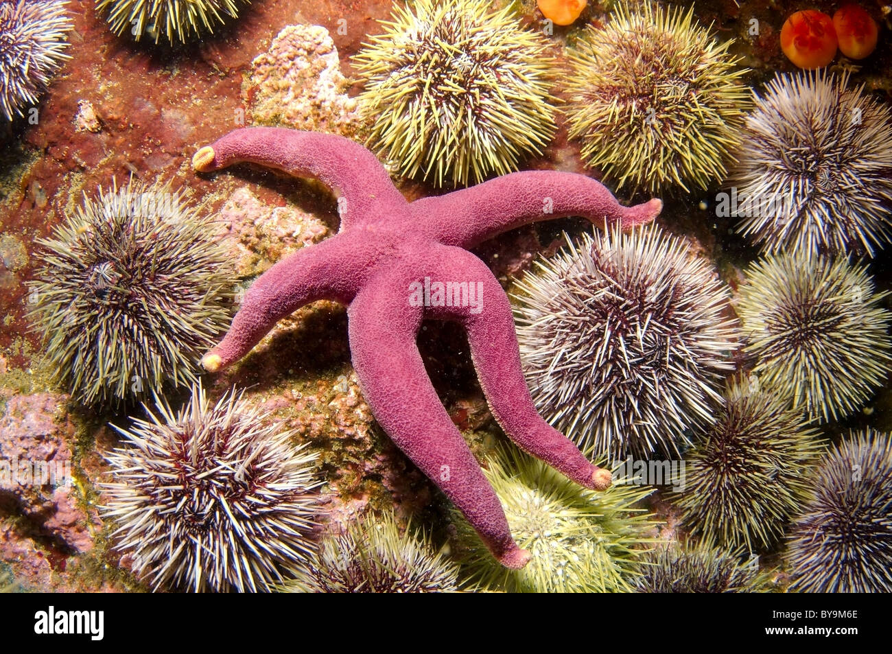 Bloody Henry starfish (Henricia oculata) and Green sea urchin ...