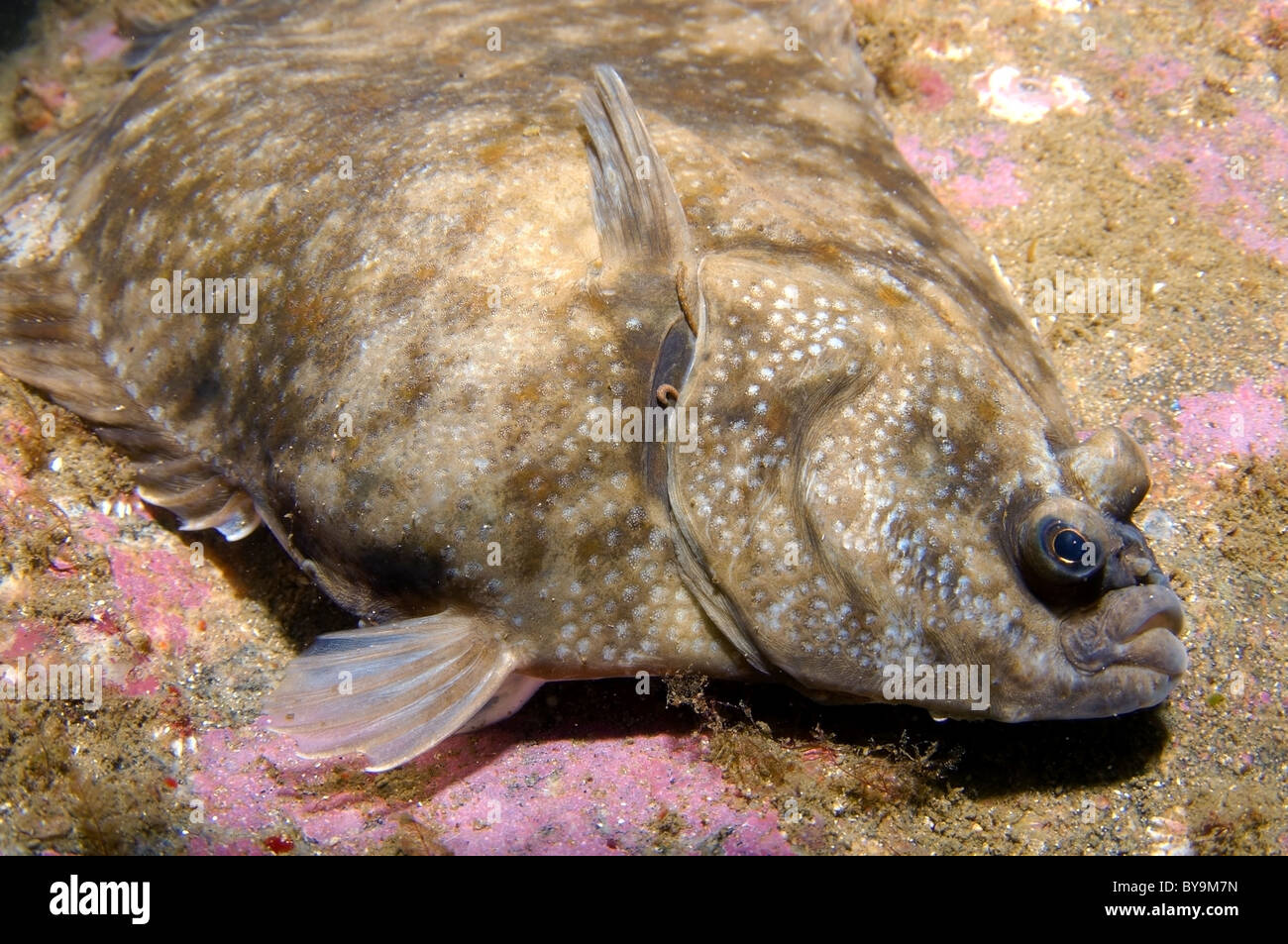 Polar plaice, Arctic Flounder, Christmas flounder, or Eelback flounder ...