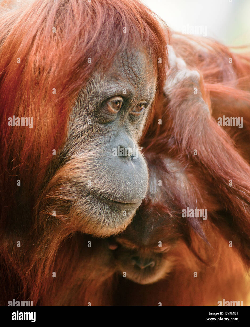 Baby sumatran orangutan hi-res stock photography and images - Alamy