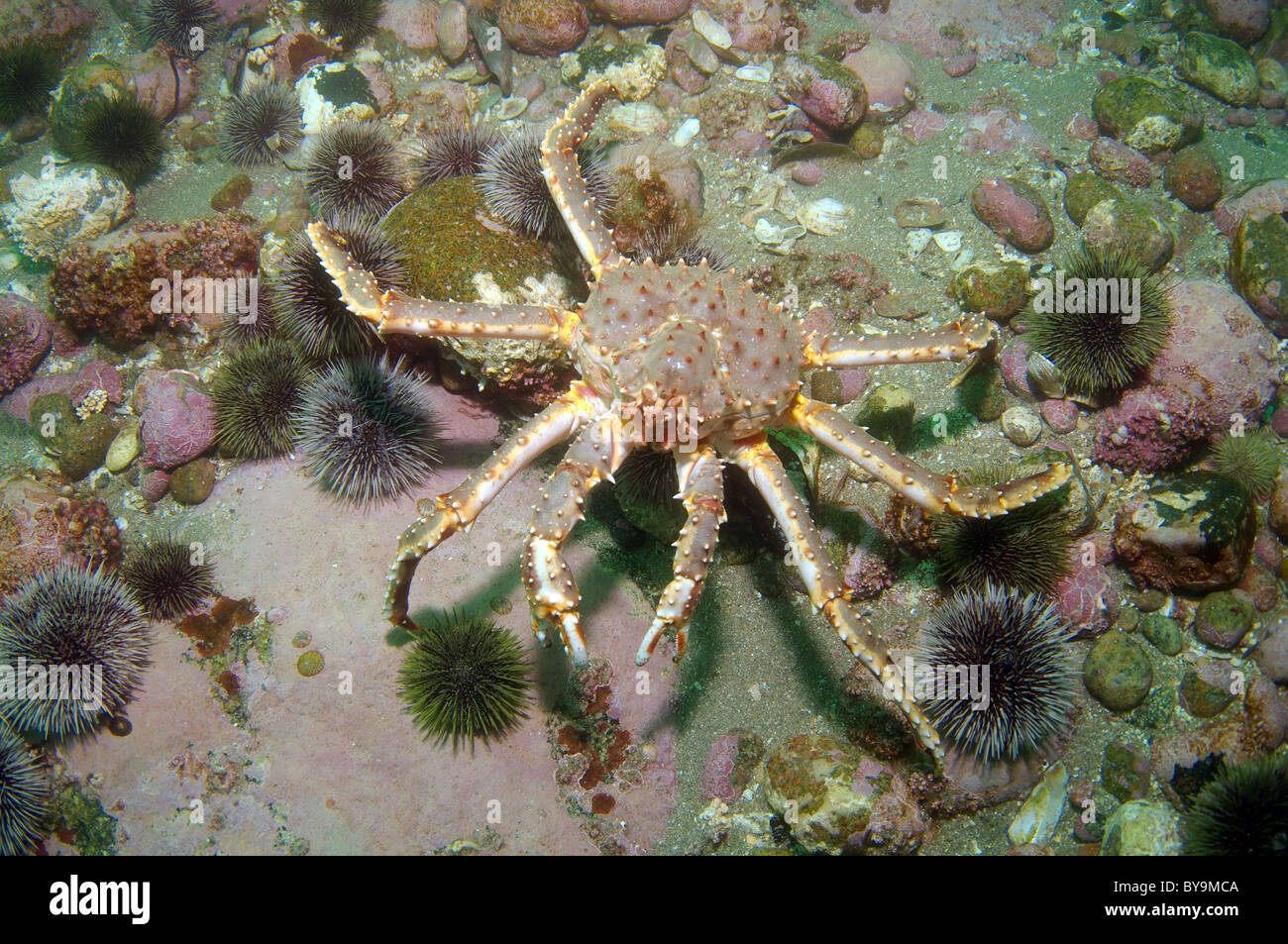 Crab camtschaticus, Red King Crab (Paralithodes camtschaticus Stock ...