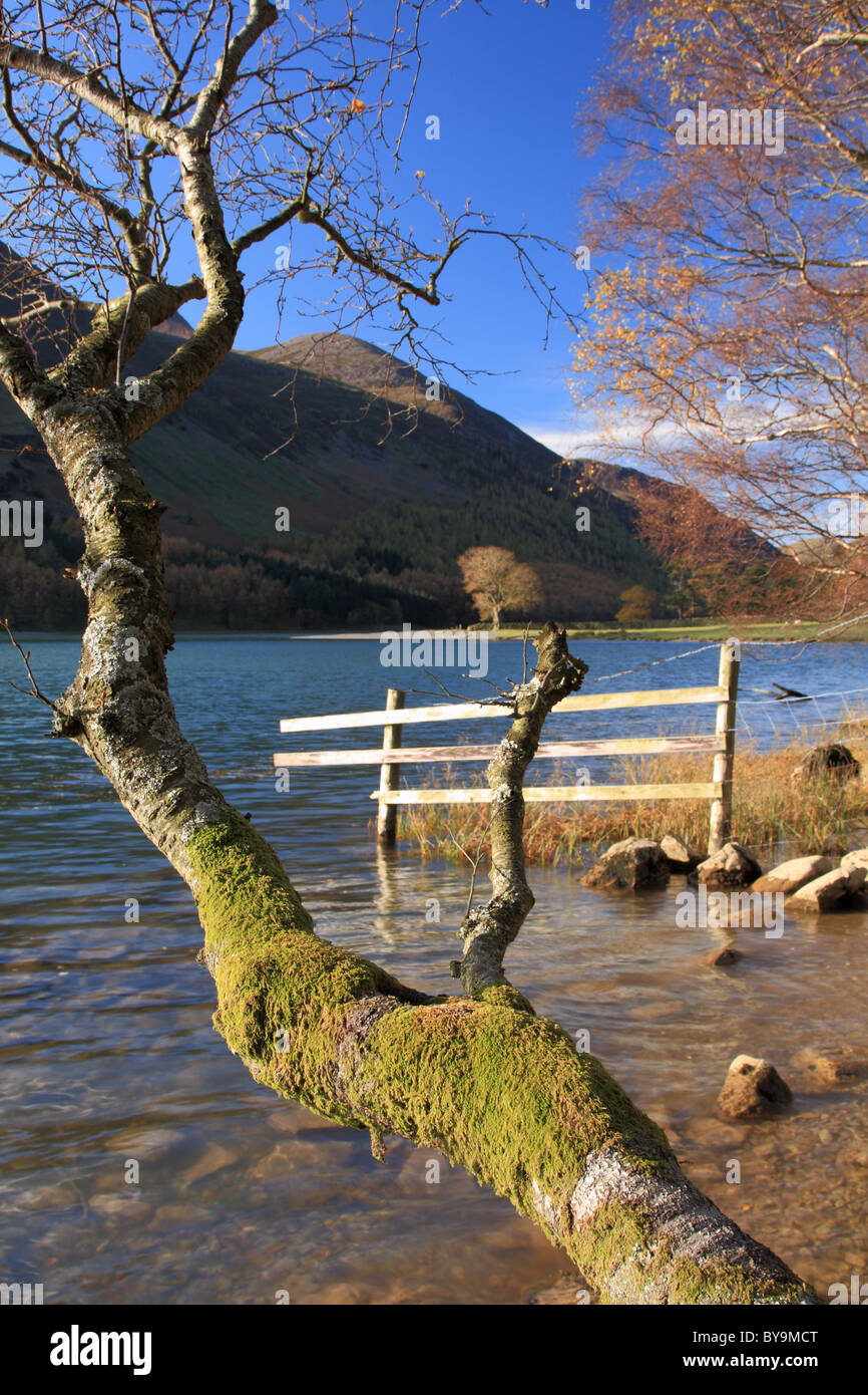 Lone tree buttermere hi-res stock photography and images - Alamy