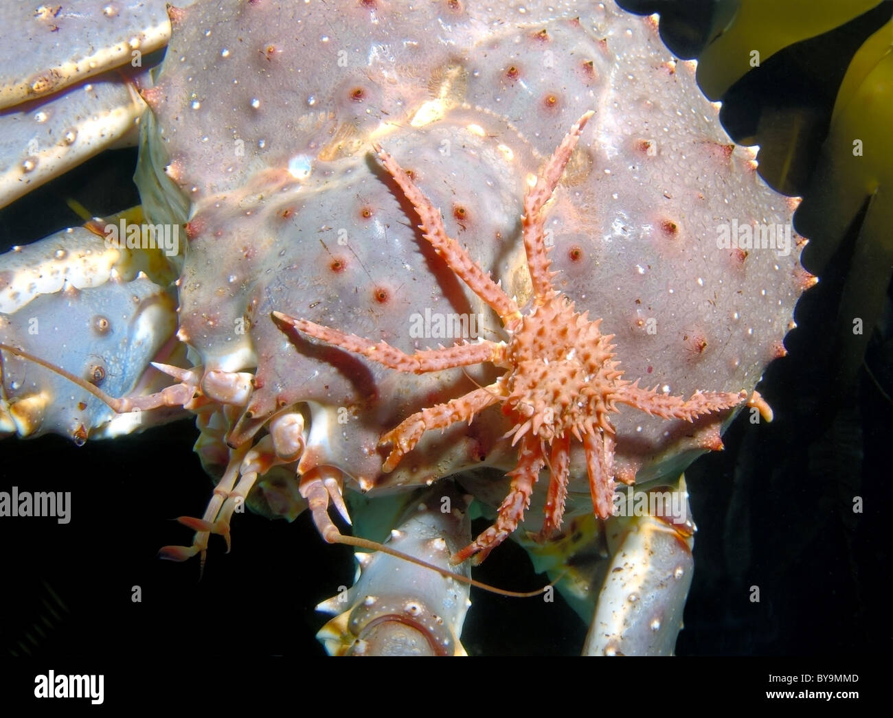 Red King Crab (Paralithodes camtschaticus Stock Photo - Alamy