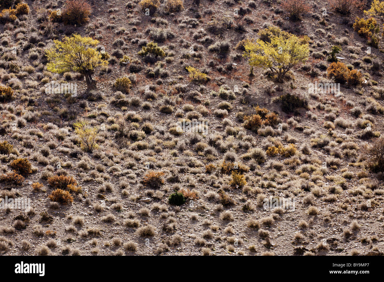 plants and trees in nepalese mountain landscape Stock Photo - Alamy