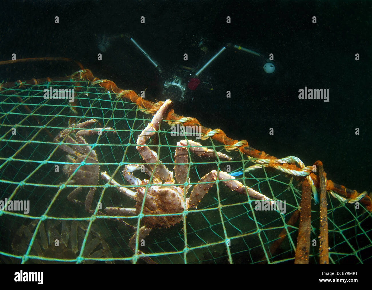 Underwater crab trap hi-res stock photography and images - Alamy