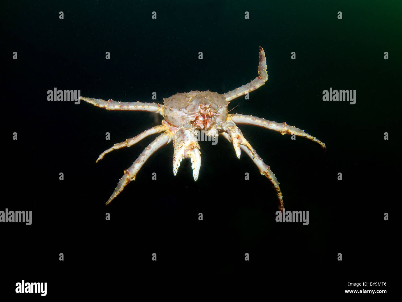 Red King Crab (Paralithodes camtschaticus Stock Photo - Alamy