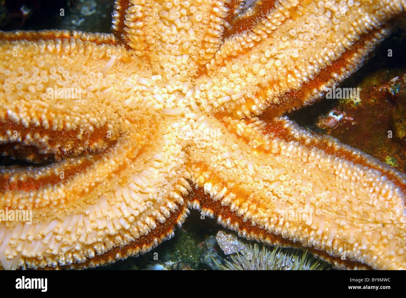 Red starfish (Asterias rubens Stock Photo - Alamy