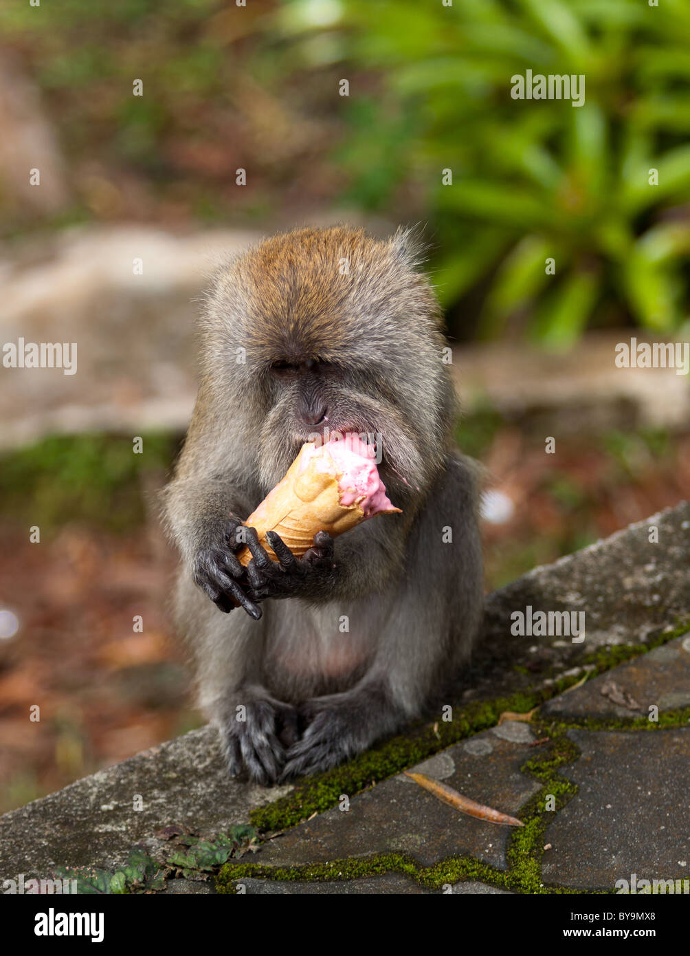 Monkeys Eating Ice Cream