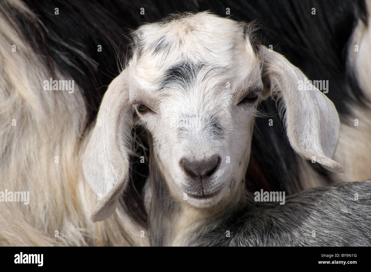 Goat photos hi-res stock photography and images - Alamy