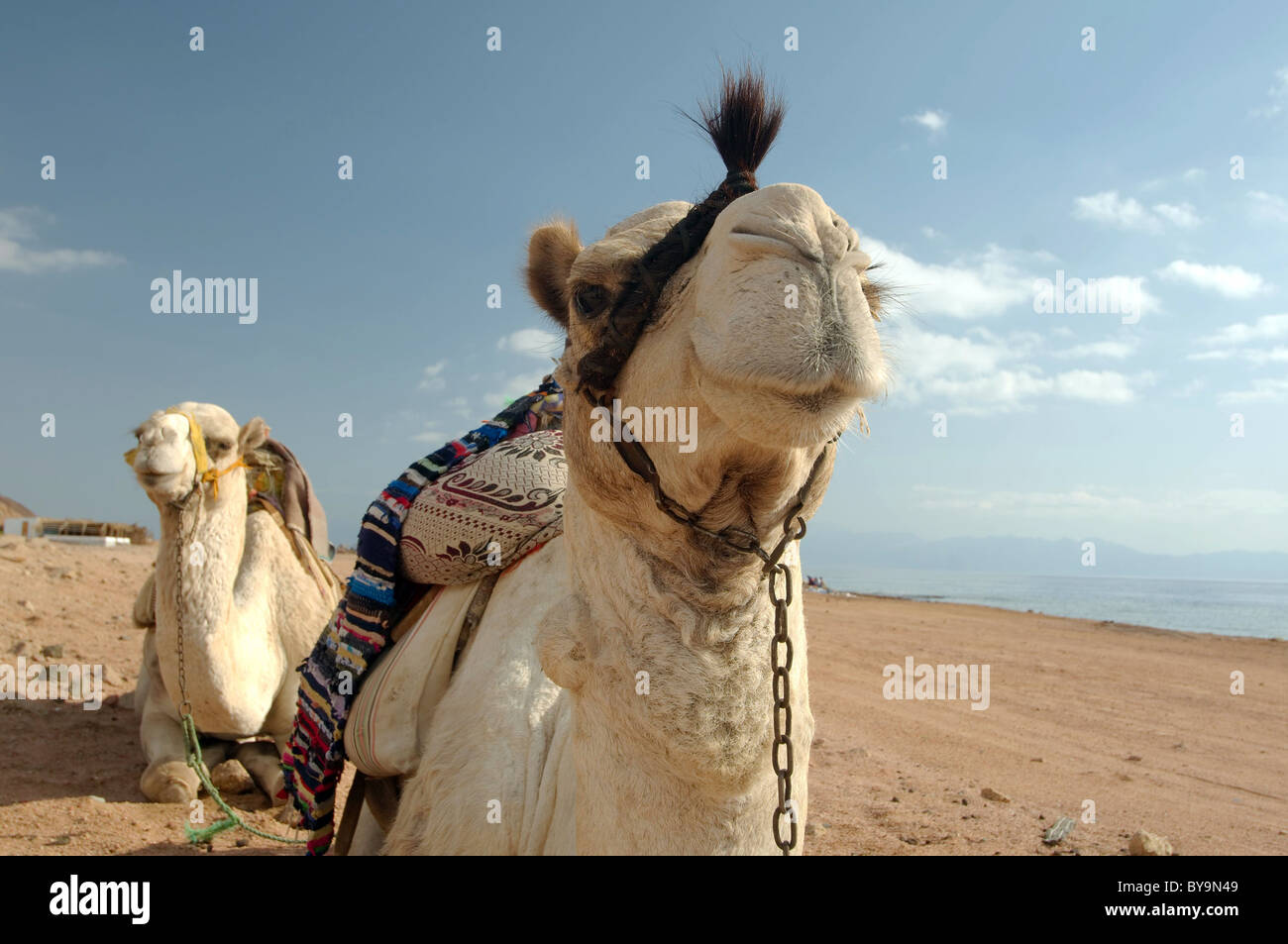 Dromedary camel or Arabian camel (Camelus dromedarius), portrait, Dahab ...