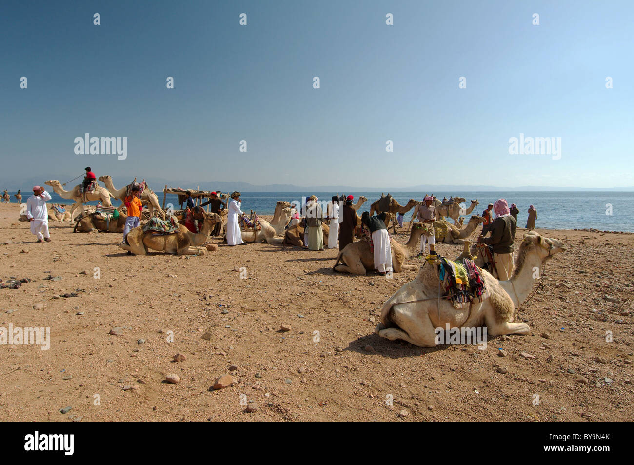 Arabian camels (Camelus dromedarius) in the desert, Dahab, Egypt ...
