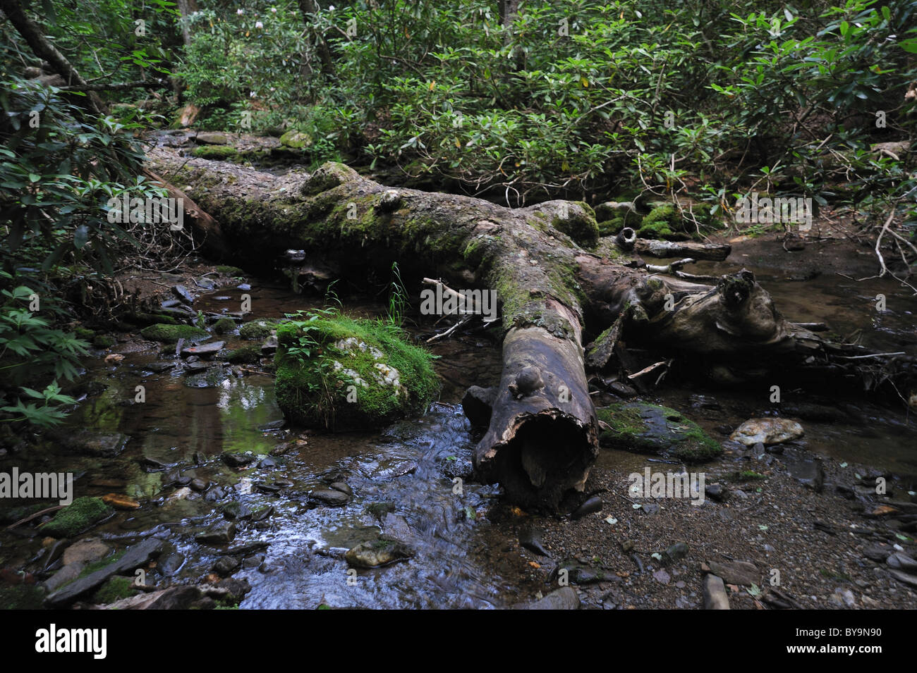 Balsam fir forest hi-res stock photography and images - Alamy