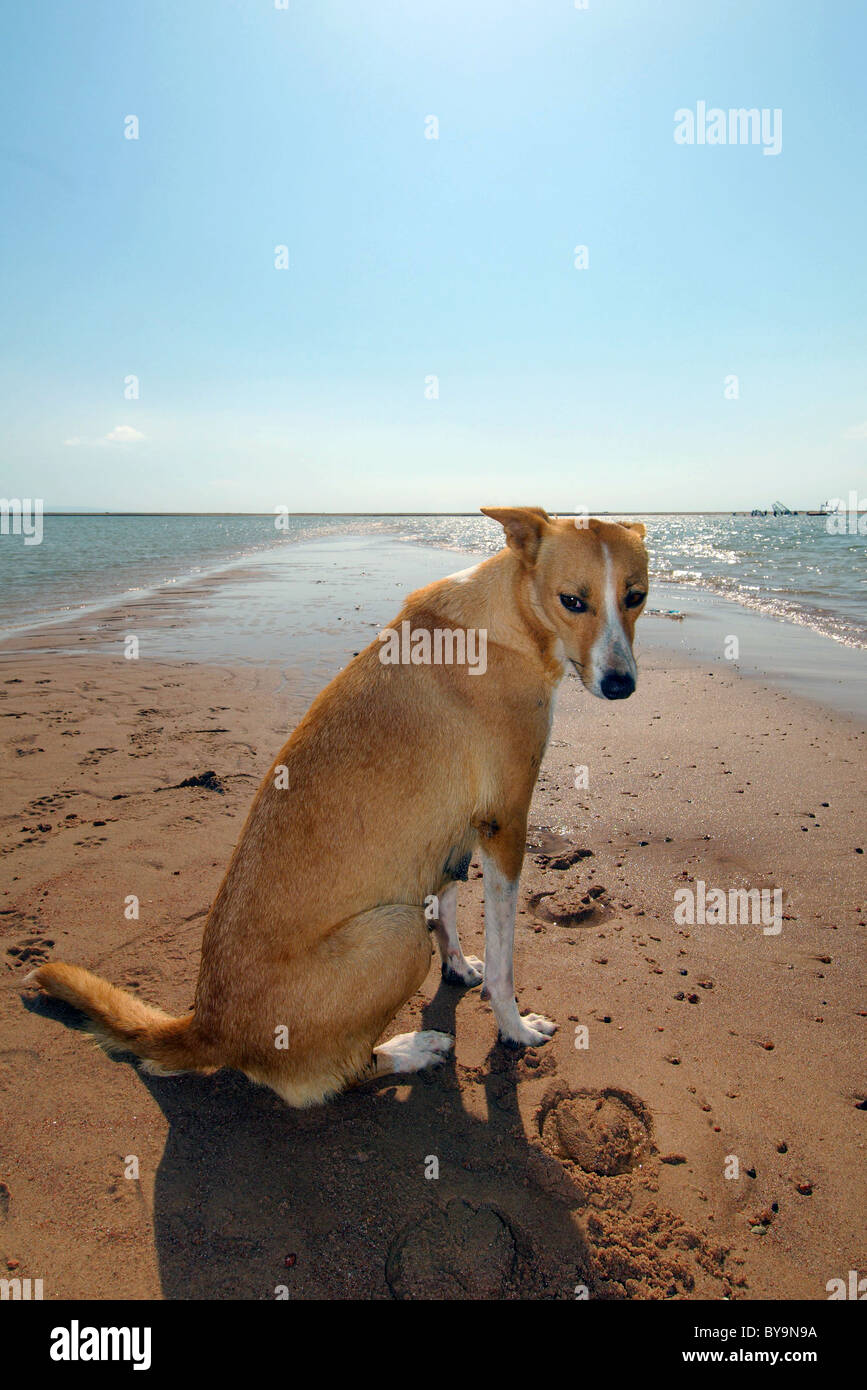 Dog on beach, Dahab, Red Sea, Egypt, Africa Stock Photo - Alamy
