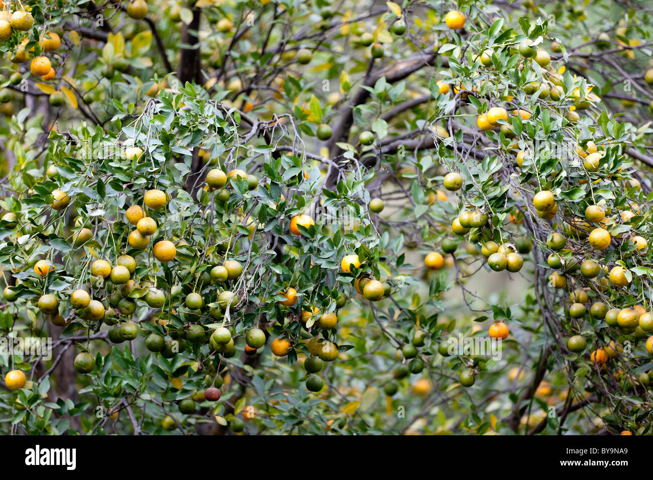 Grow tree crops hi-res stock photography and images - Alamy