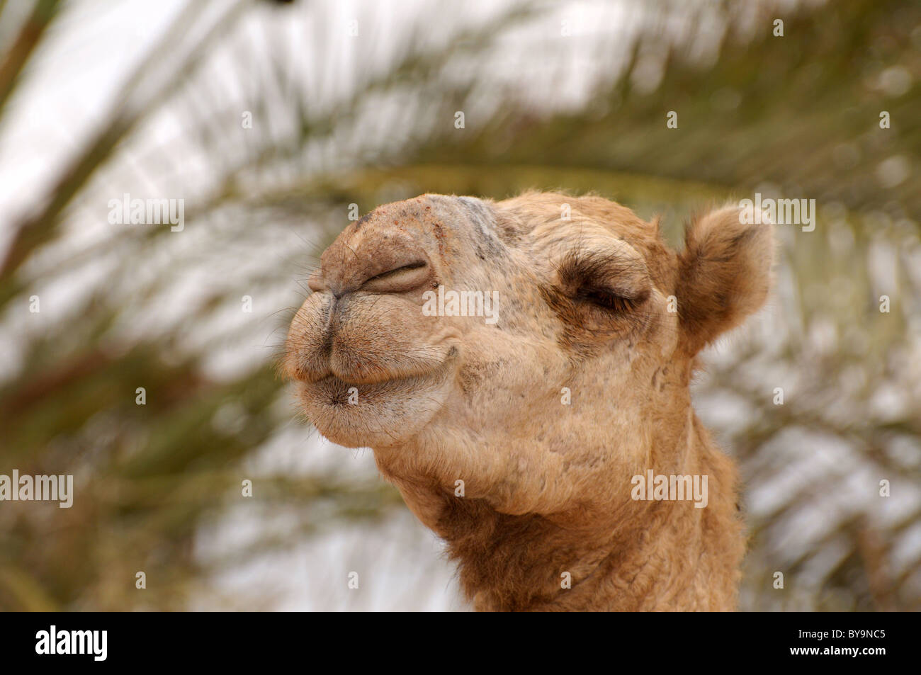 Dromedary camel or Arabian camel (Camelus dromedarius), portrait, Dahab ...