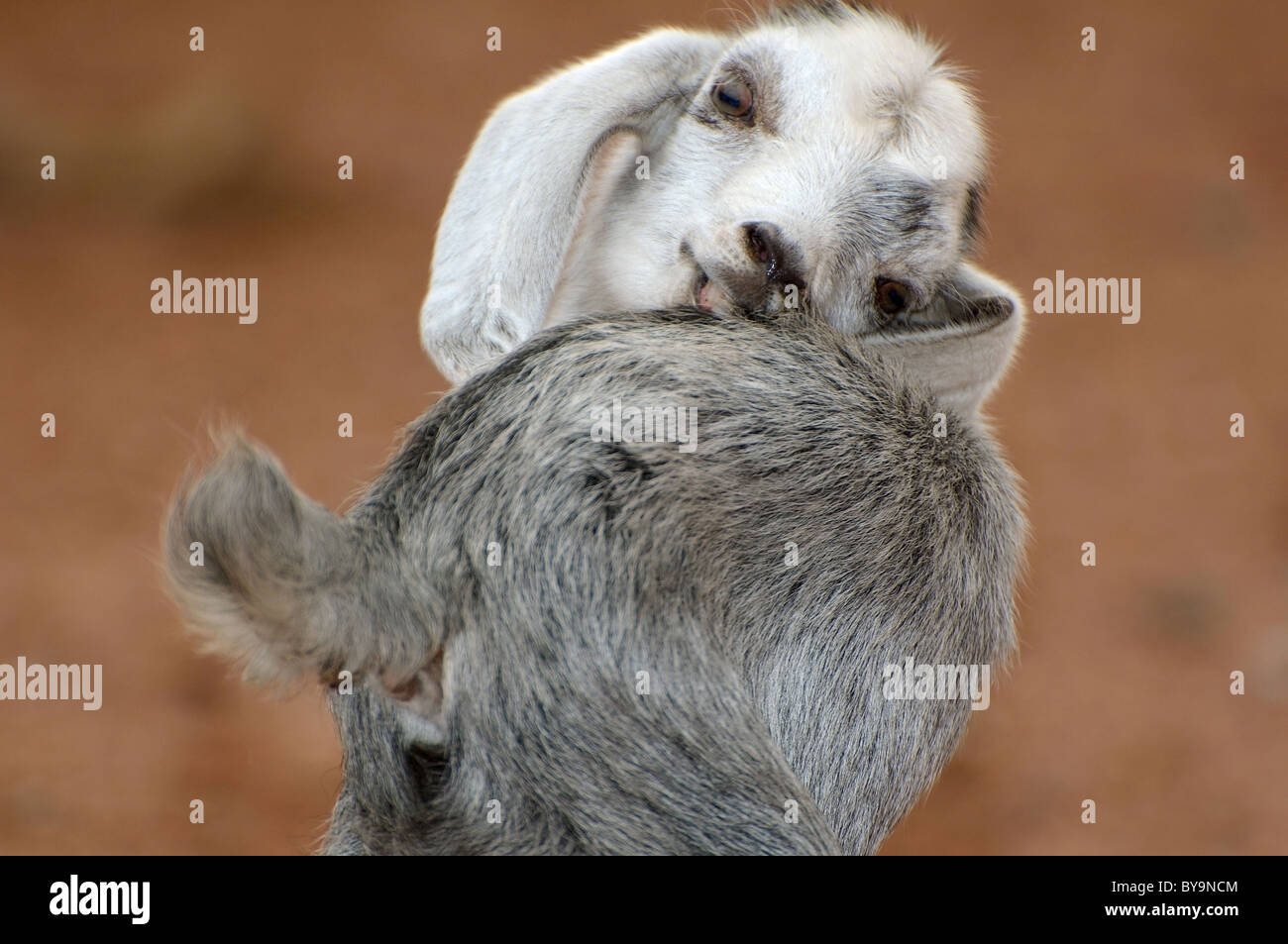 Goat lick hi-res stock photography and images - Alamy