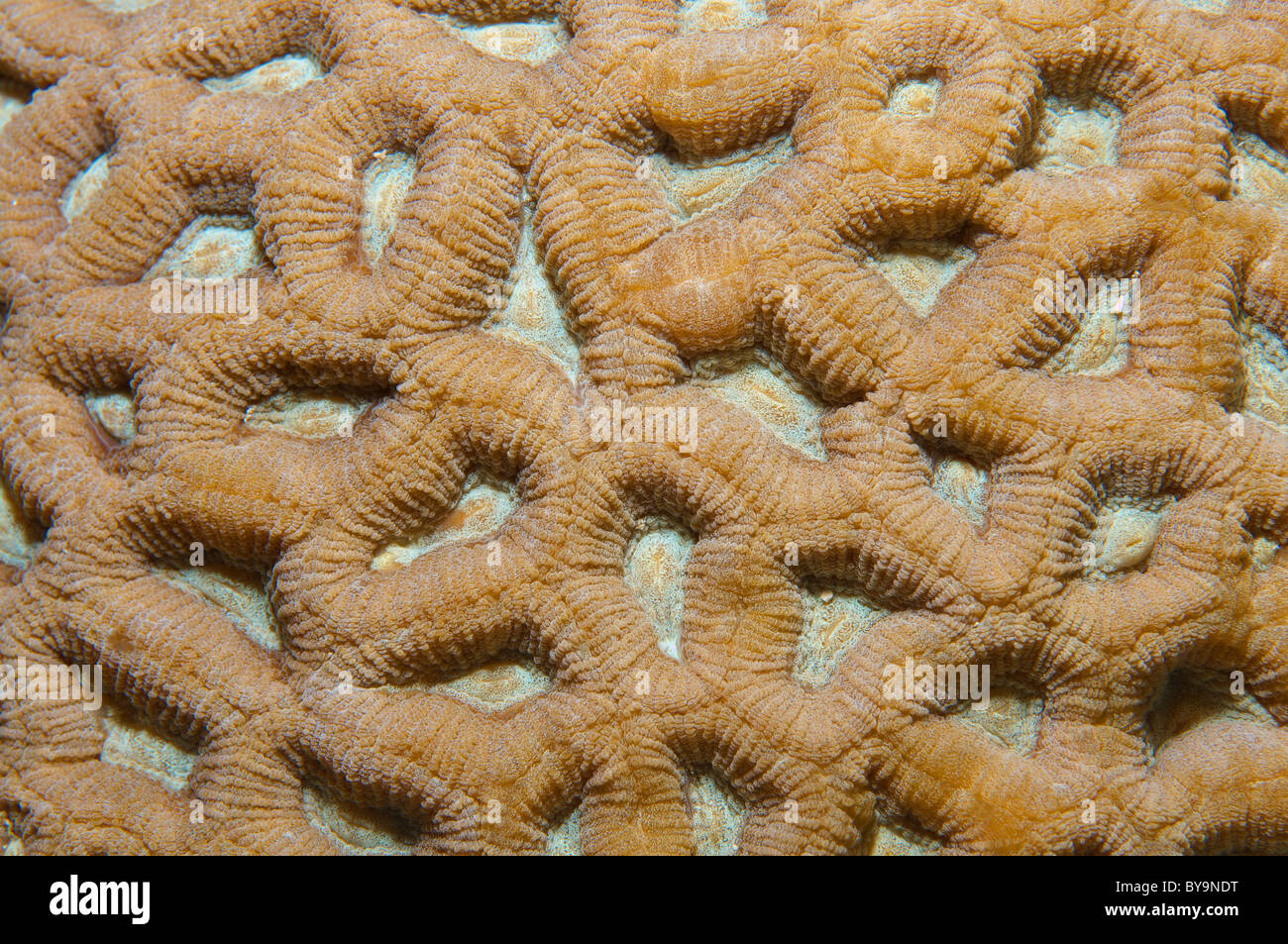 Structure of coral reef Stock Photo - Alamy