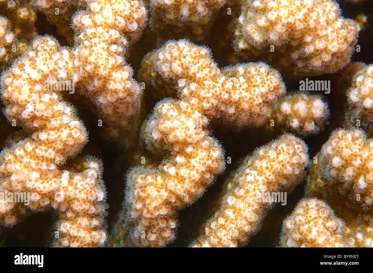 Structure of coral reef Stock Photo - Alamy