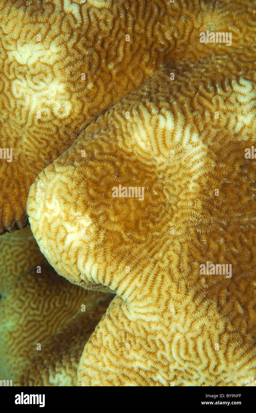Structure of coral reef Stock Photo - Alamy