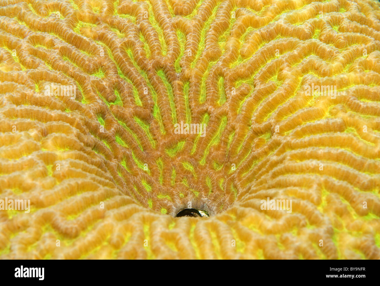 Structure of coral reef Stock Photo - Alamy