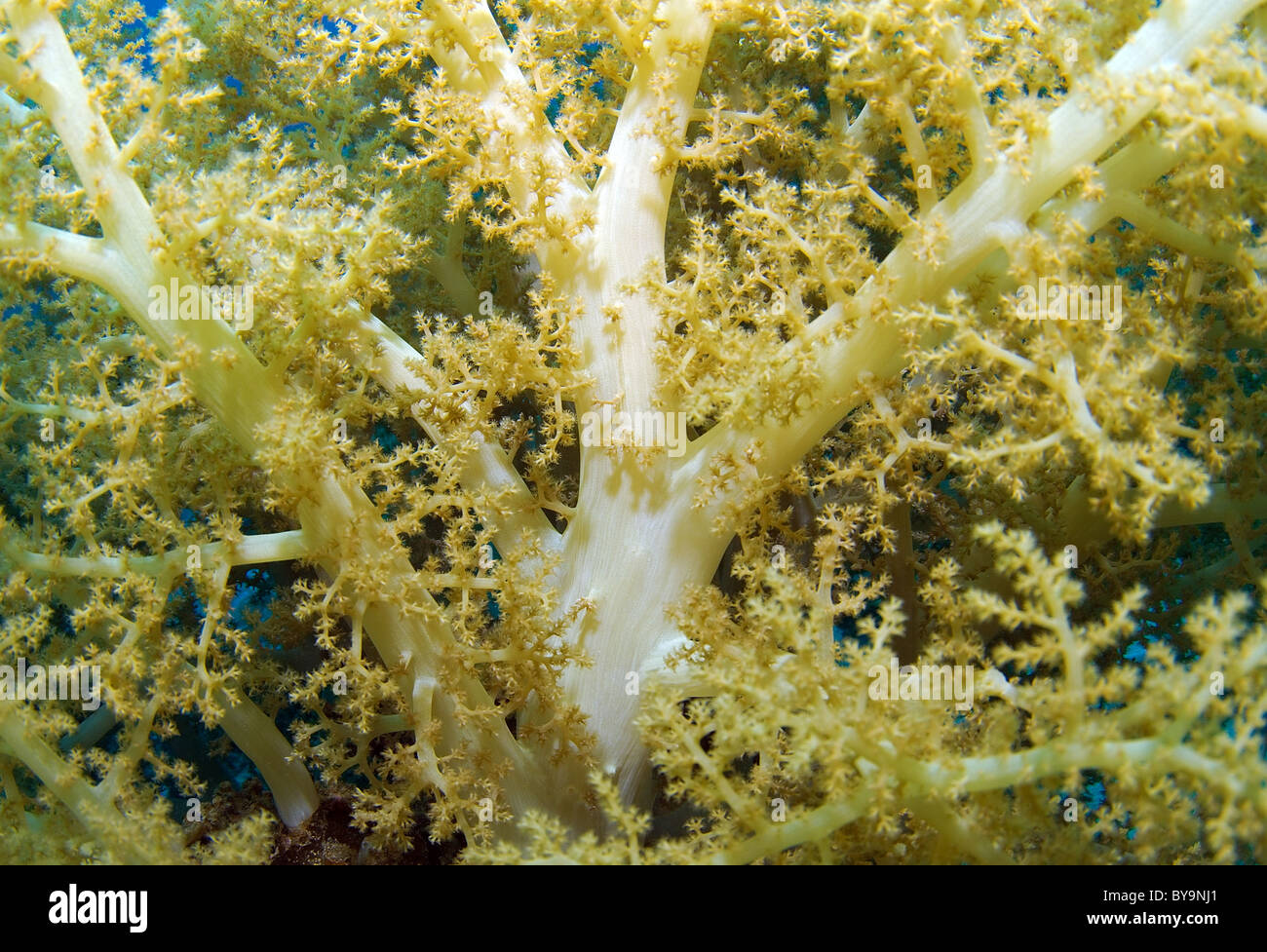 Structure of coral reef Stock Photo - Alamy