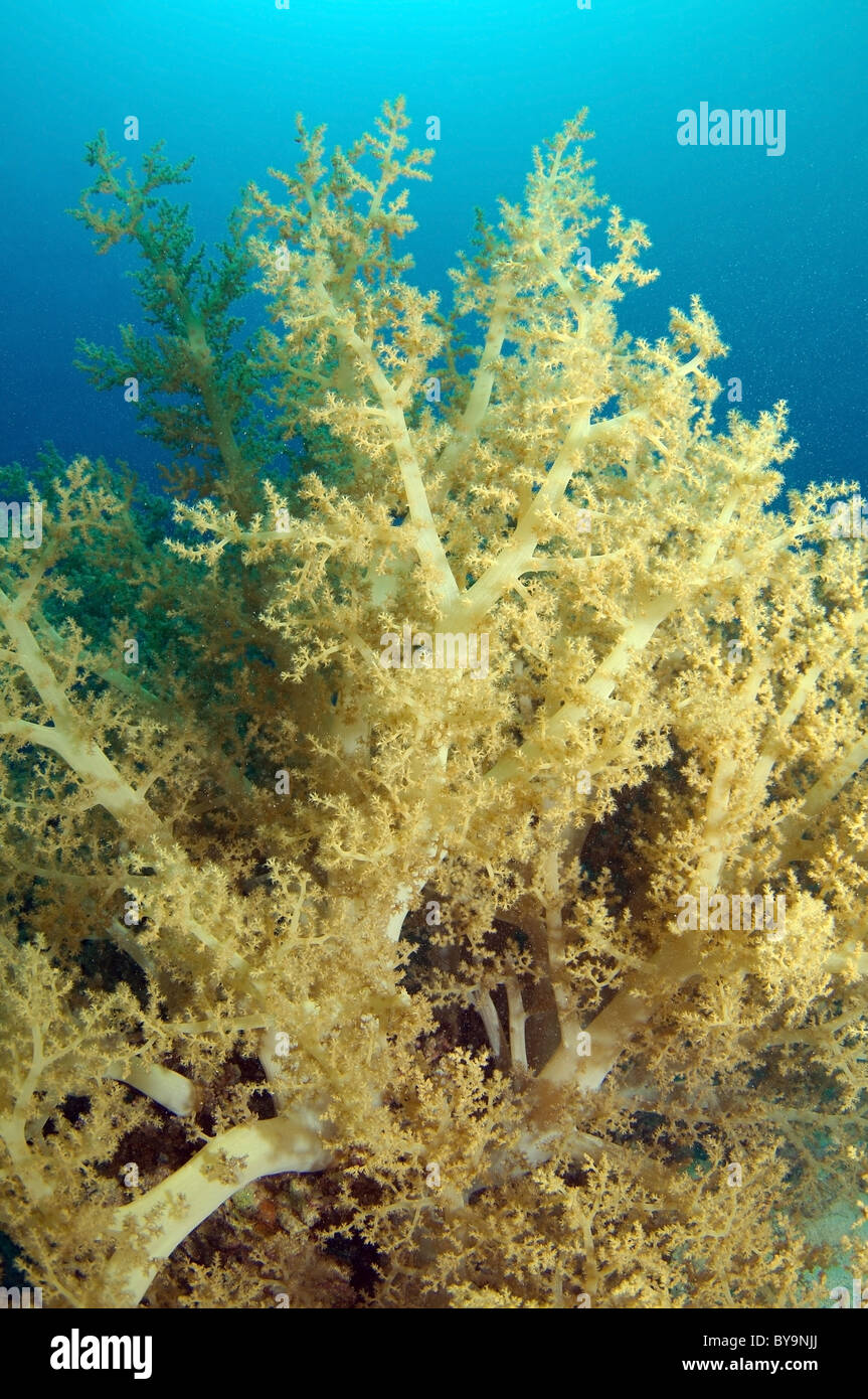 Structure of coral reef Stock Photo - Alamy