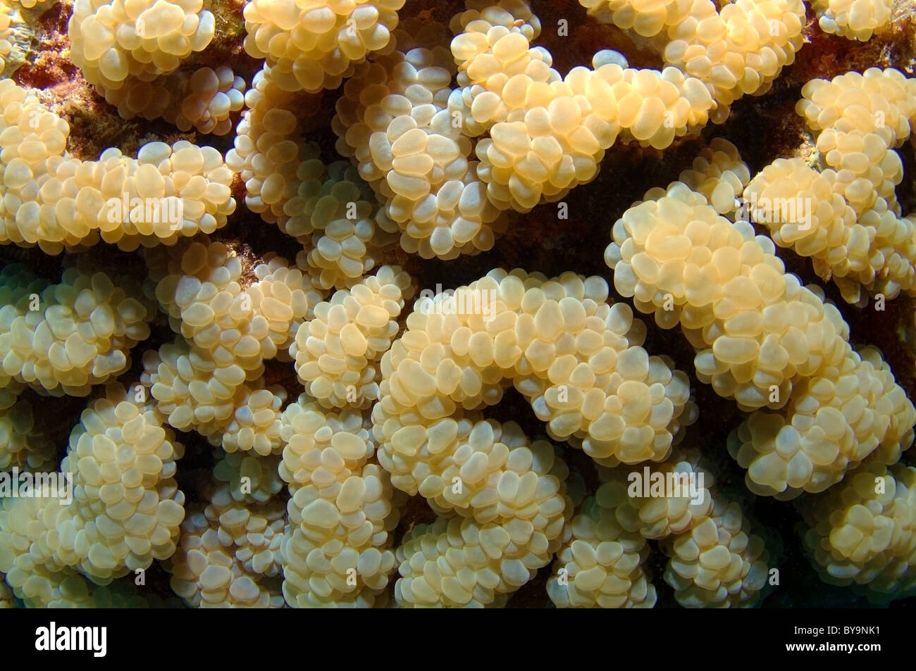 Structure of coral reef Stock Photo - Alamy