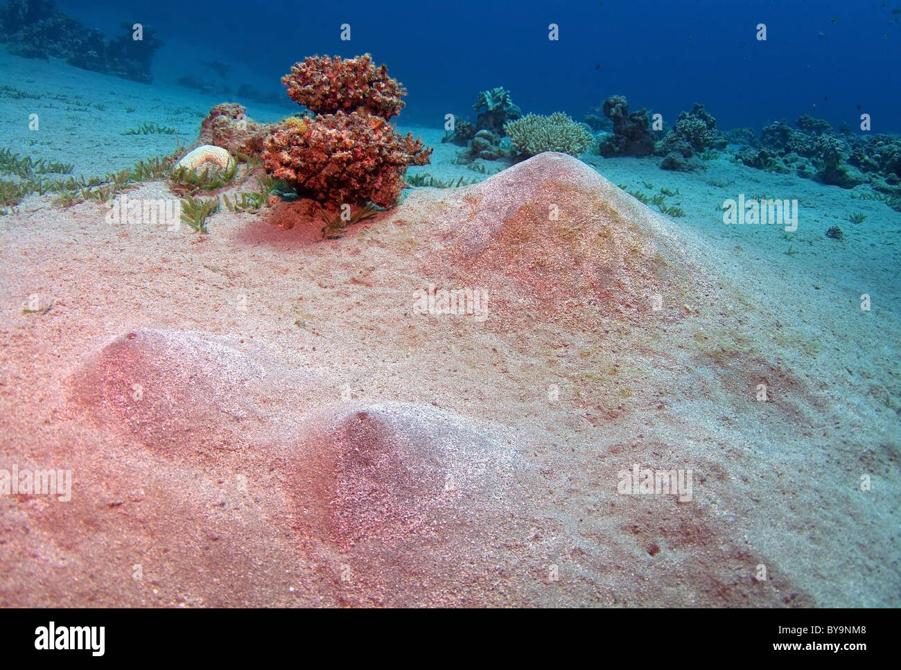 Underwater sandy bottom hi-res stock photography and images - Alamy