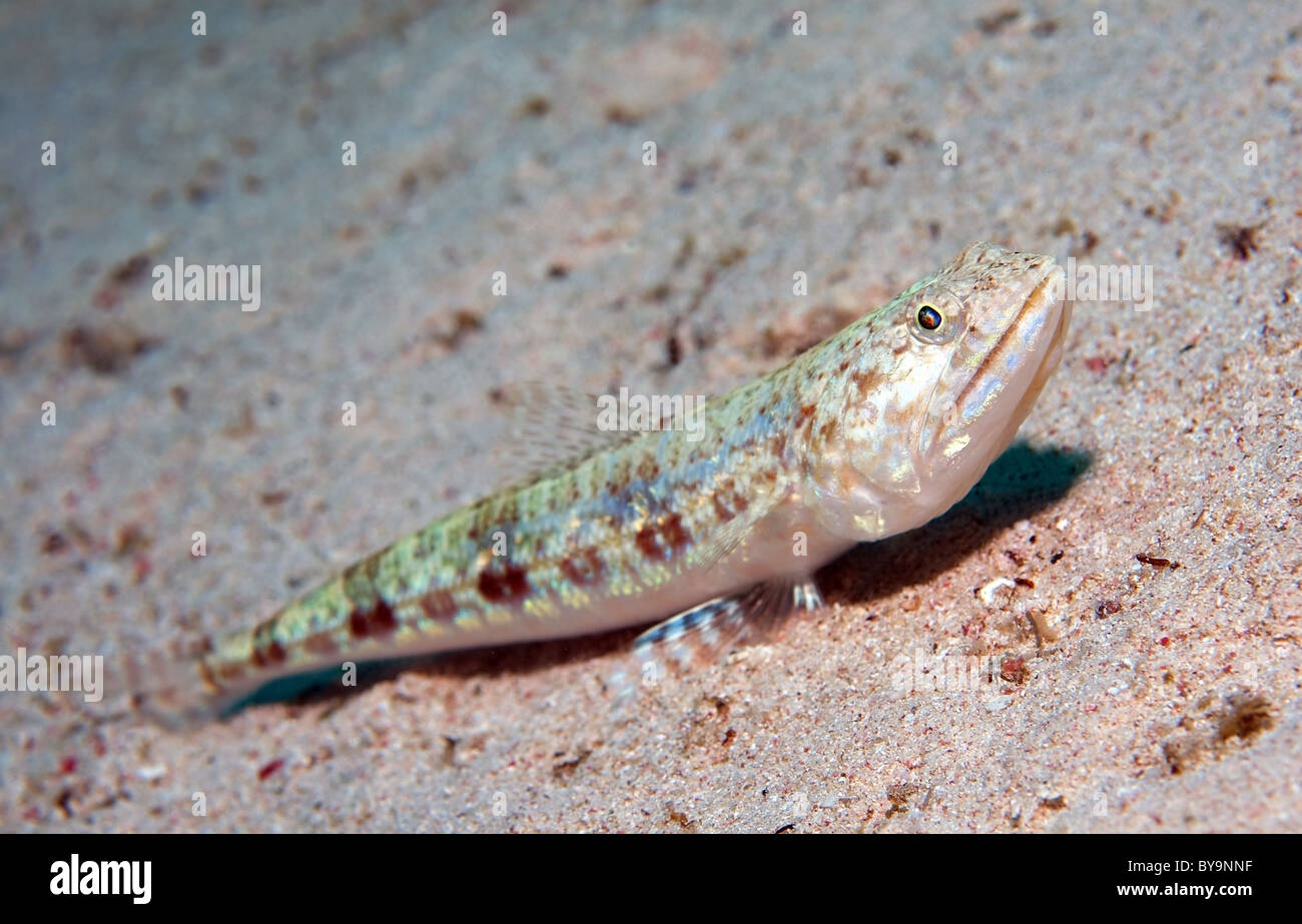 Lizardfishes, Synodus variegatus on sand Stock Photo - Alamy
