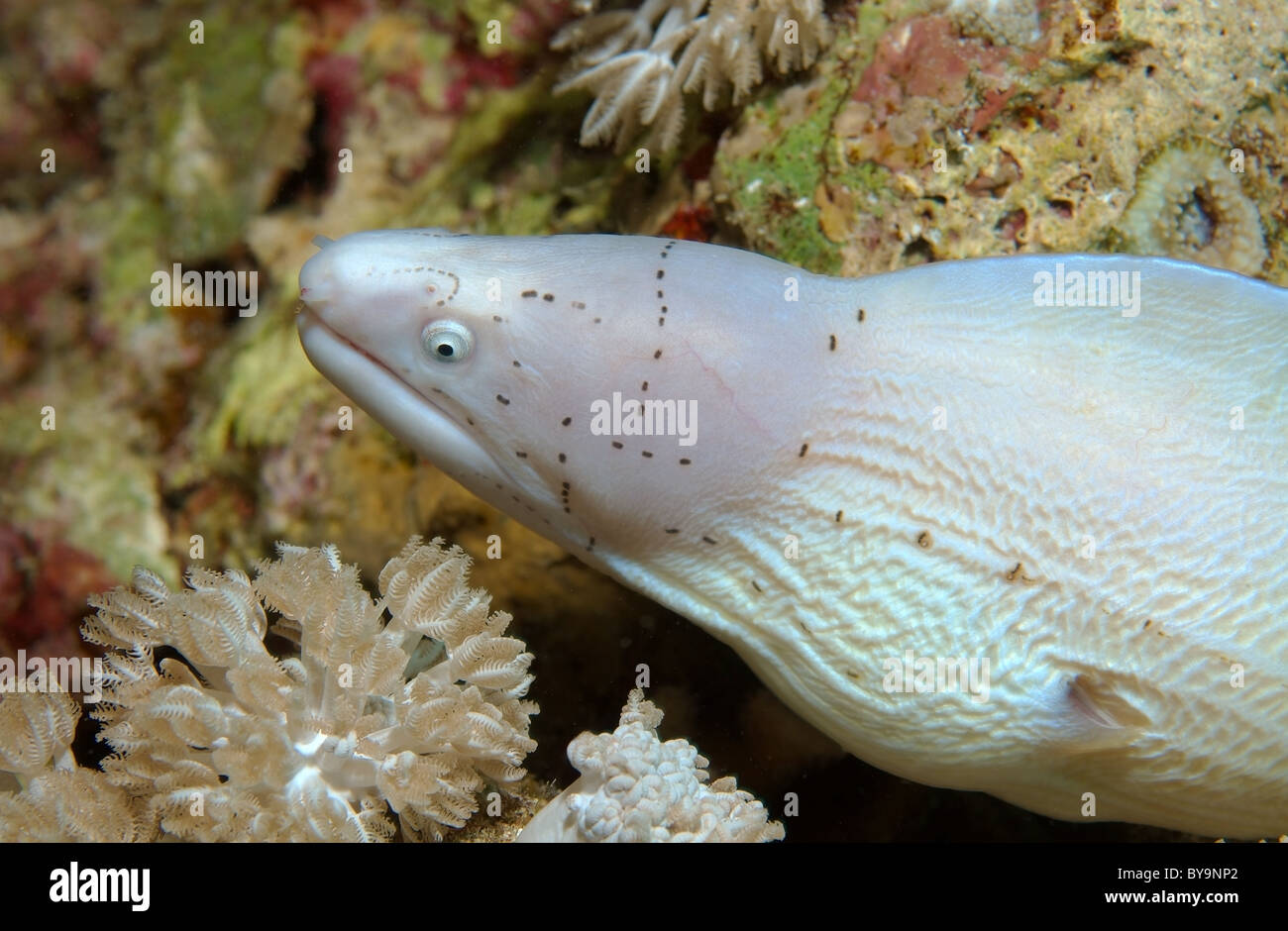 Grey moray, Geometric moray (Gymnothorax griseus Stock Photo - Alamy