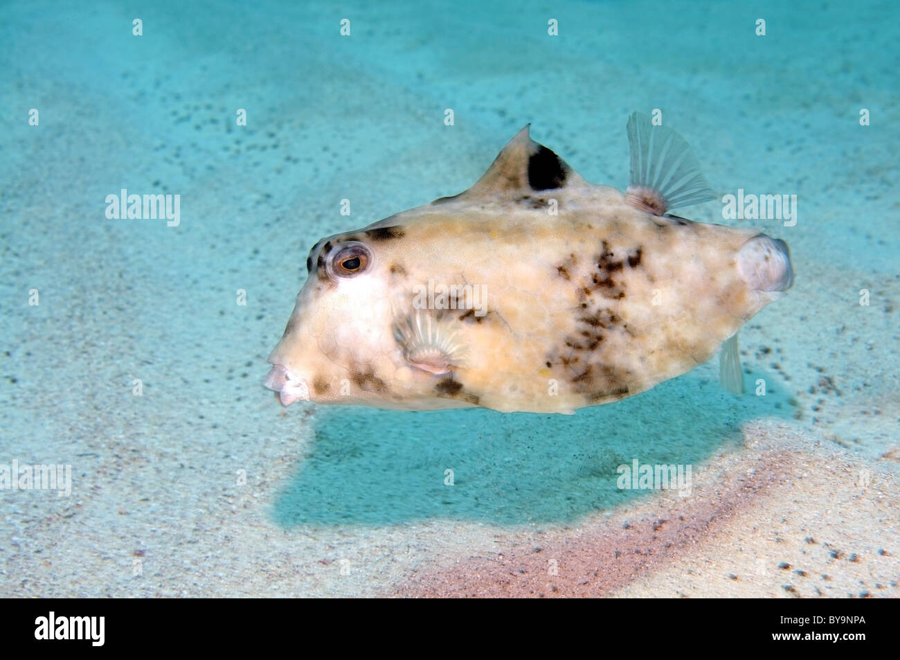 Bony helmet hi-res stock photography and images - Alamy