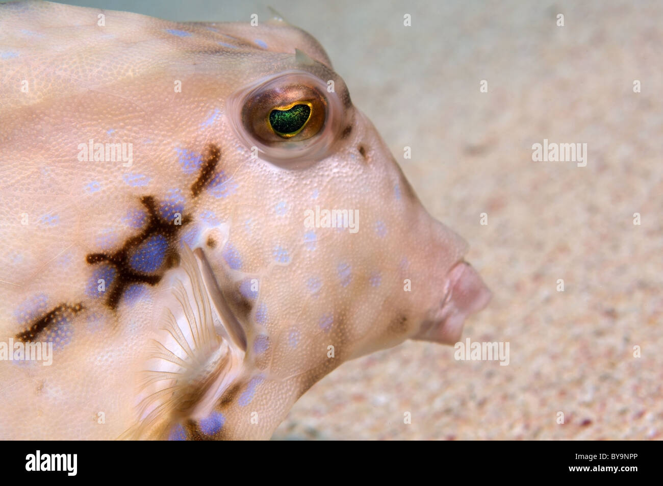 Bony helmet hi-res stock photography and images - Alamy