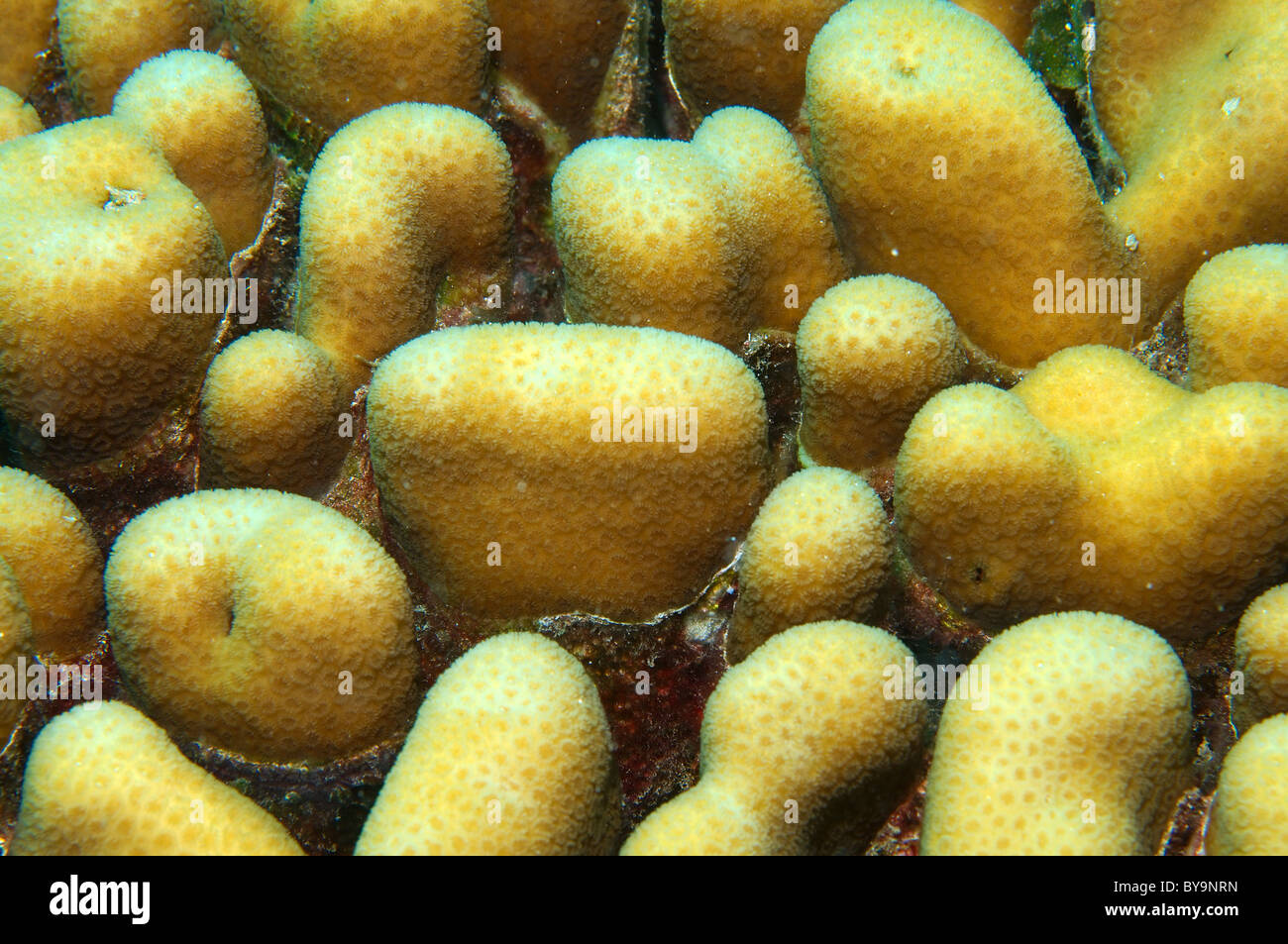 Structure of coral reef Stock Photo - Alamy