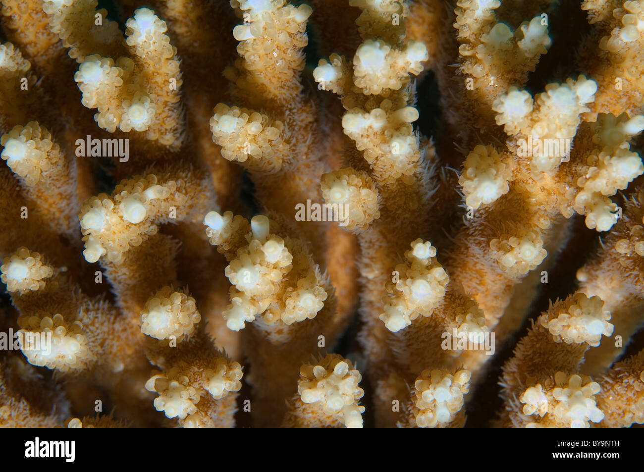 Structure of coral reef Stock Photo - Alamy