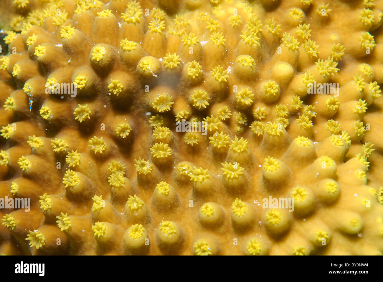 Structure of coral reef Stock Photo - Alamy