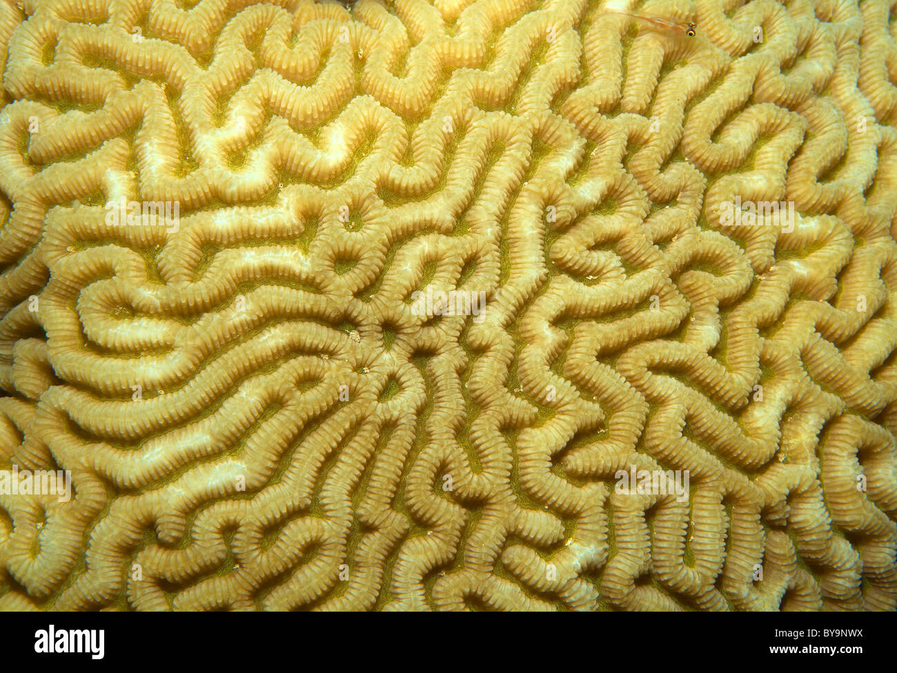 Structure of coral reef Stock Photo - Alamy